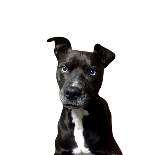 Landscape Design — Drake's Landscaping and Excavating