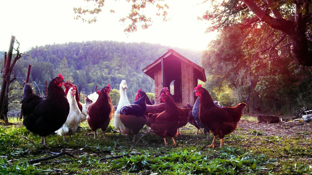 Biodynamic Vineyard — Frey Vineyards
