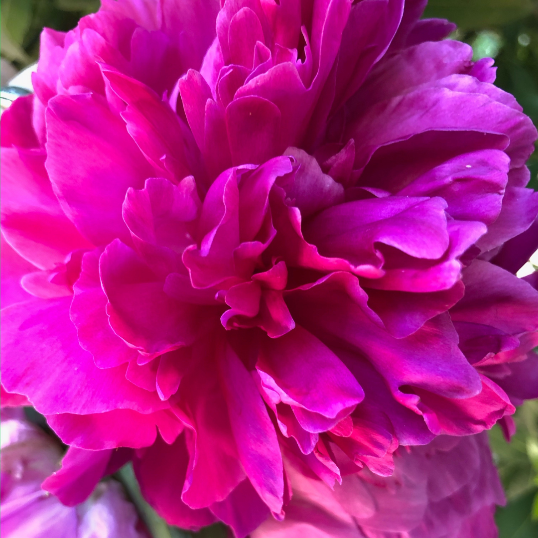 Rose Hedgerow — Frey Vineyards