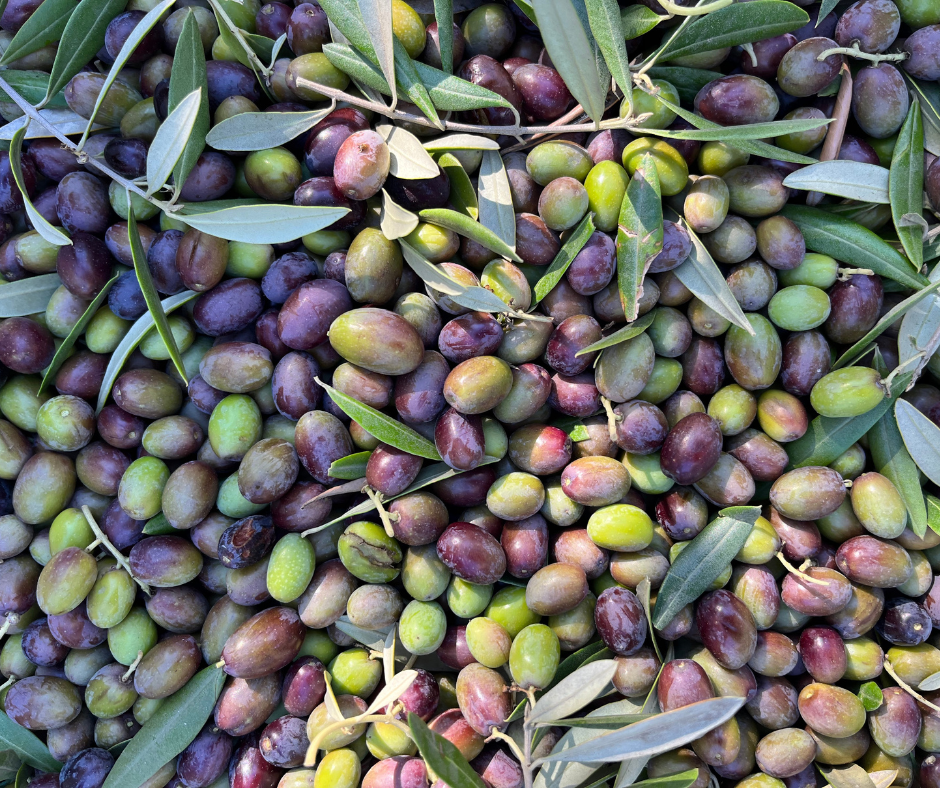Olive Hedgerow — Frey Vineyards