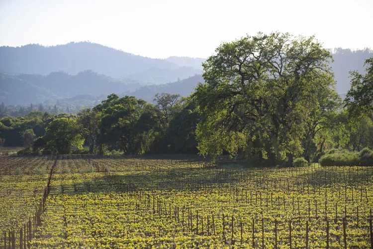 Frey Vineyards