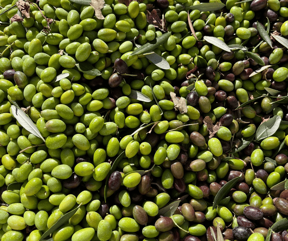 Olive Hedgerow — Frey Vineyards