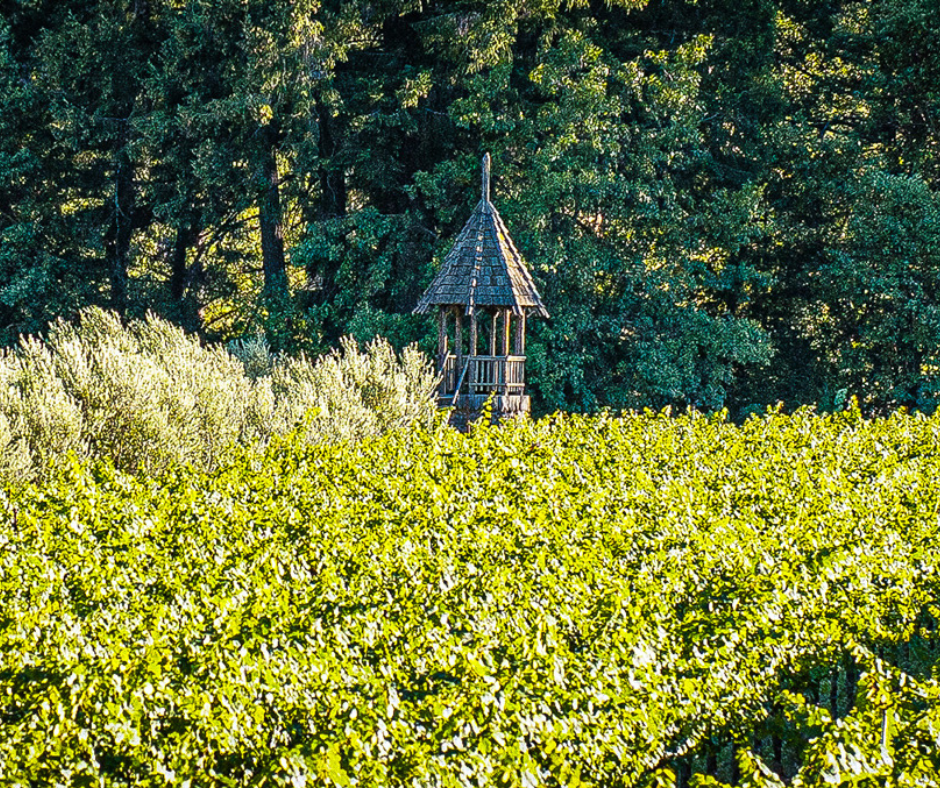 Organic Wine — Frey Vineyards