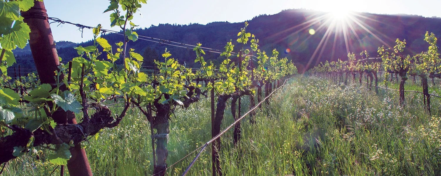 Organic Wine — Frey Vineyards