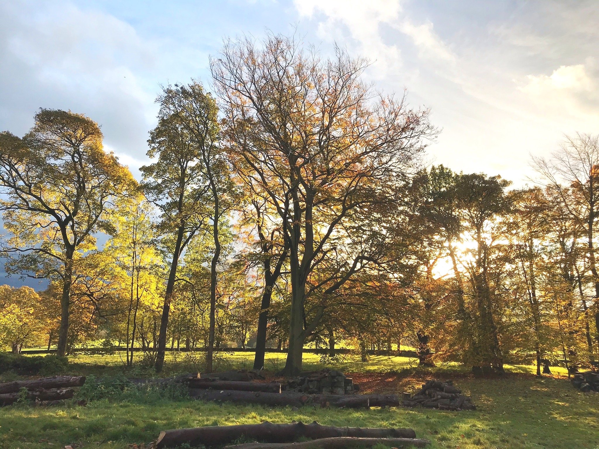 White Rose Tree Care