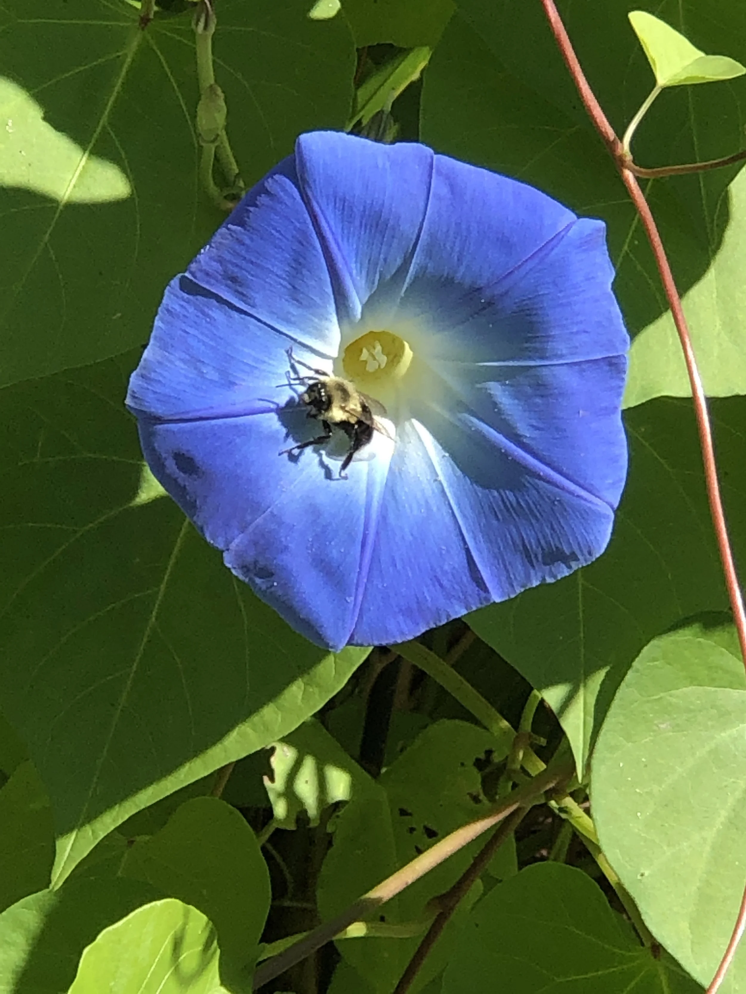Heavenly Blue Morning Glory