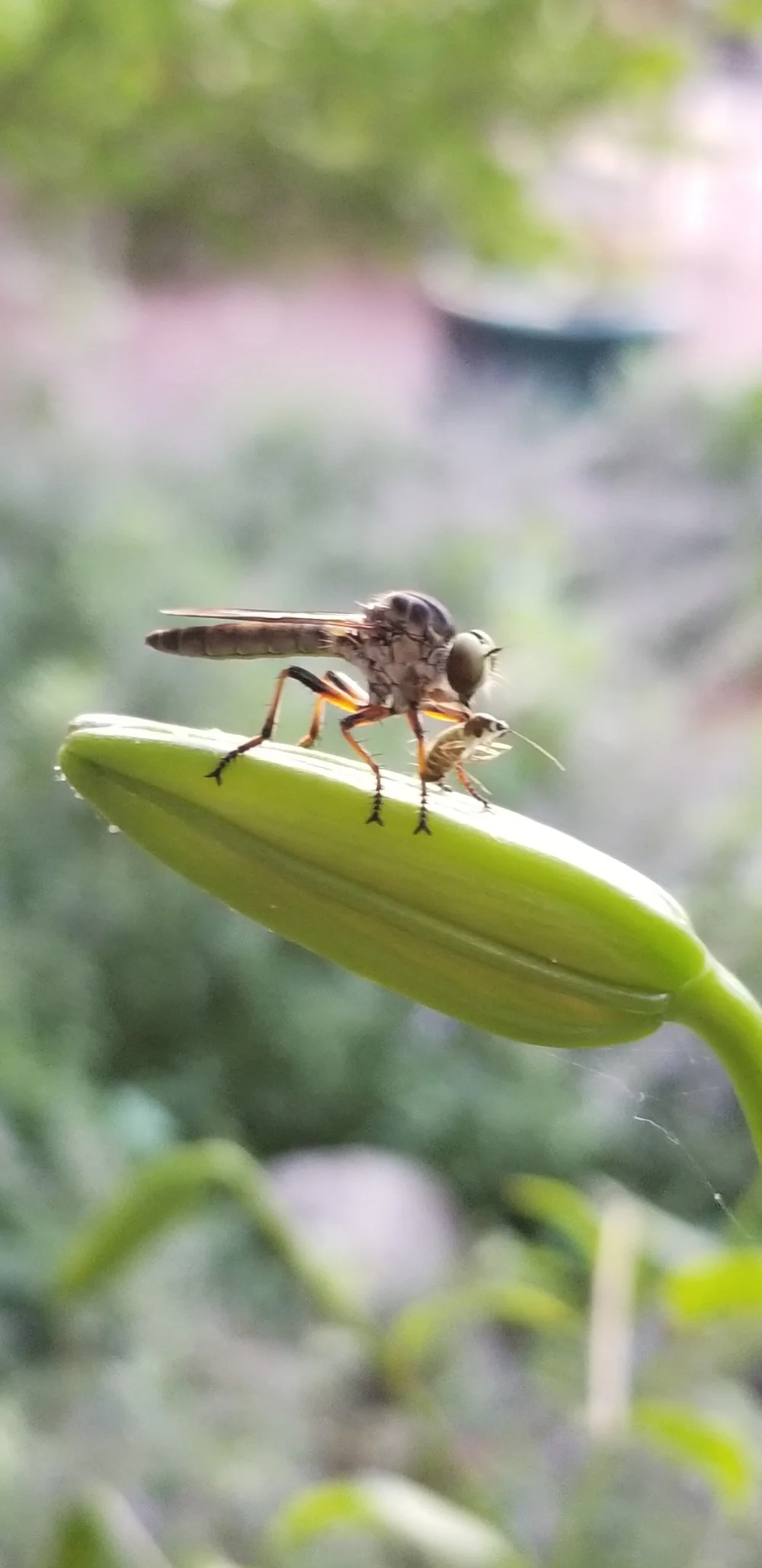 Say Hello to the Robber Fly — Anoka County Master Gardeners