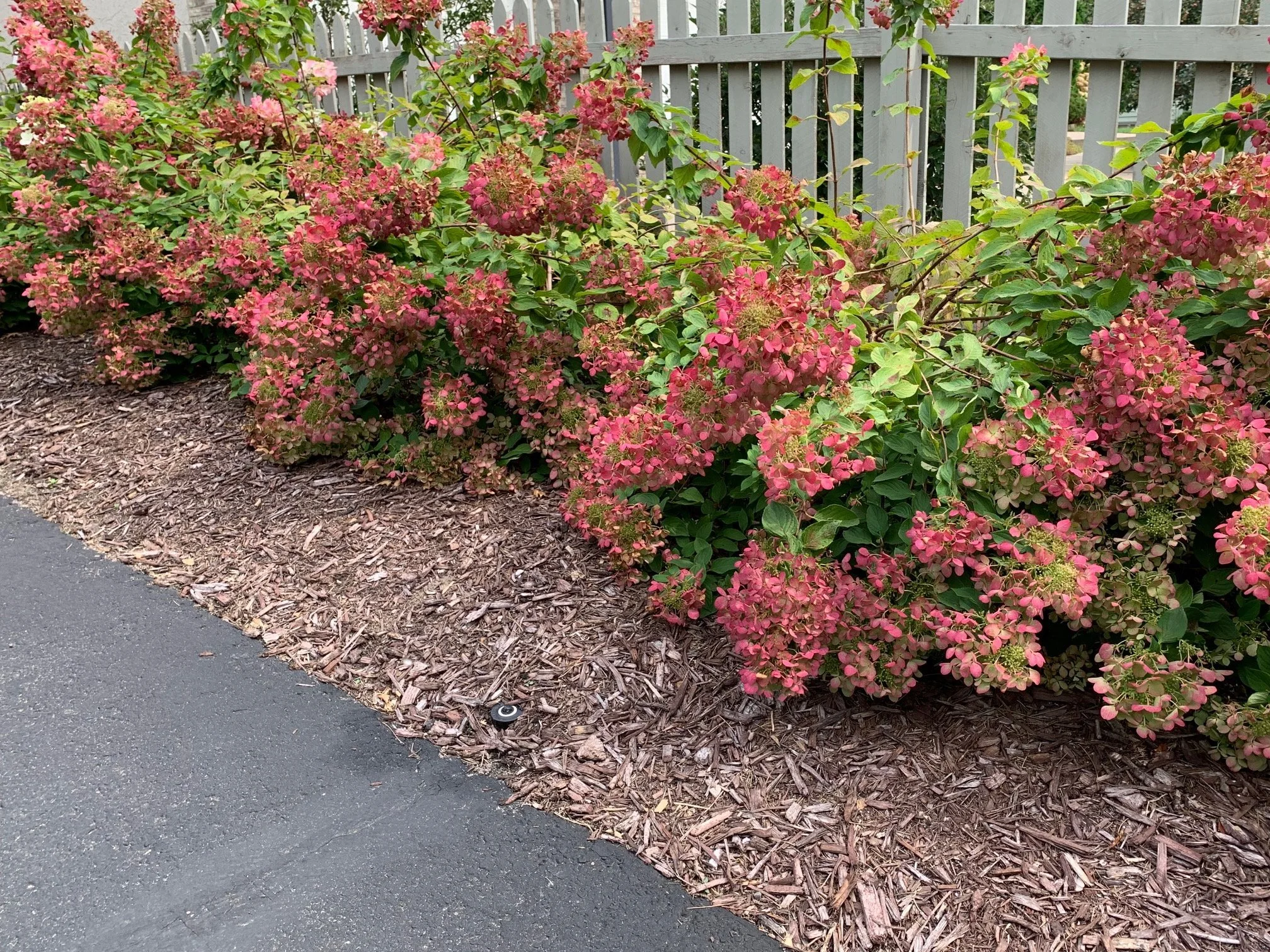 Good Neighbors Plant Fences — Anoka County Master Gardeners