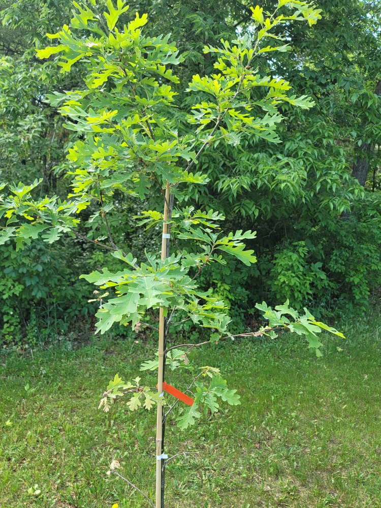 Planting for the Future — Anoka County Master Gardeners