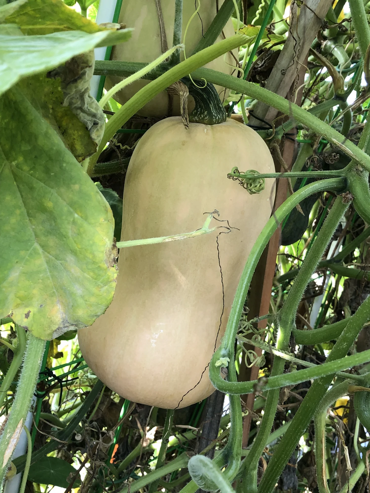 Butternut Squash — Anoka County Master Gardeners