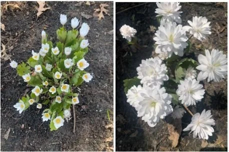 Bloodroot — Anoka County Master Gardeners
