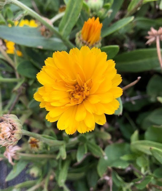 Calendula — Anoka County Master Gardeners