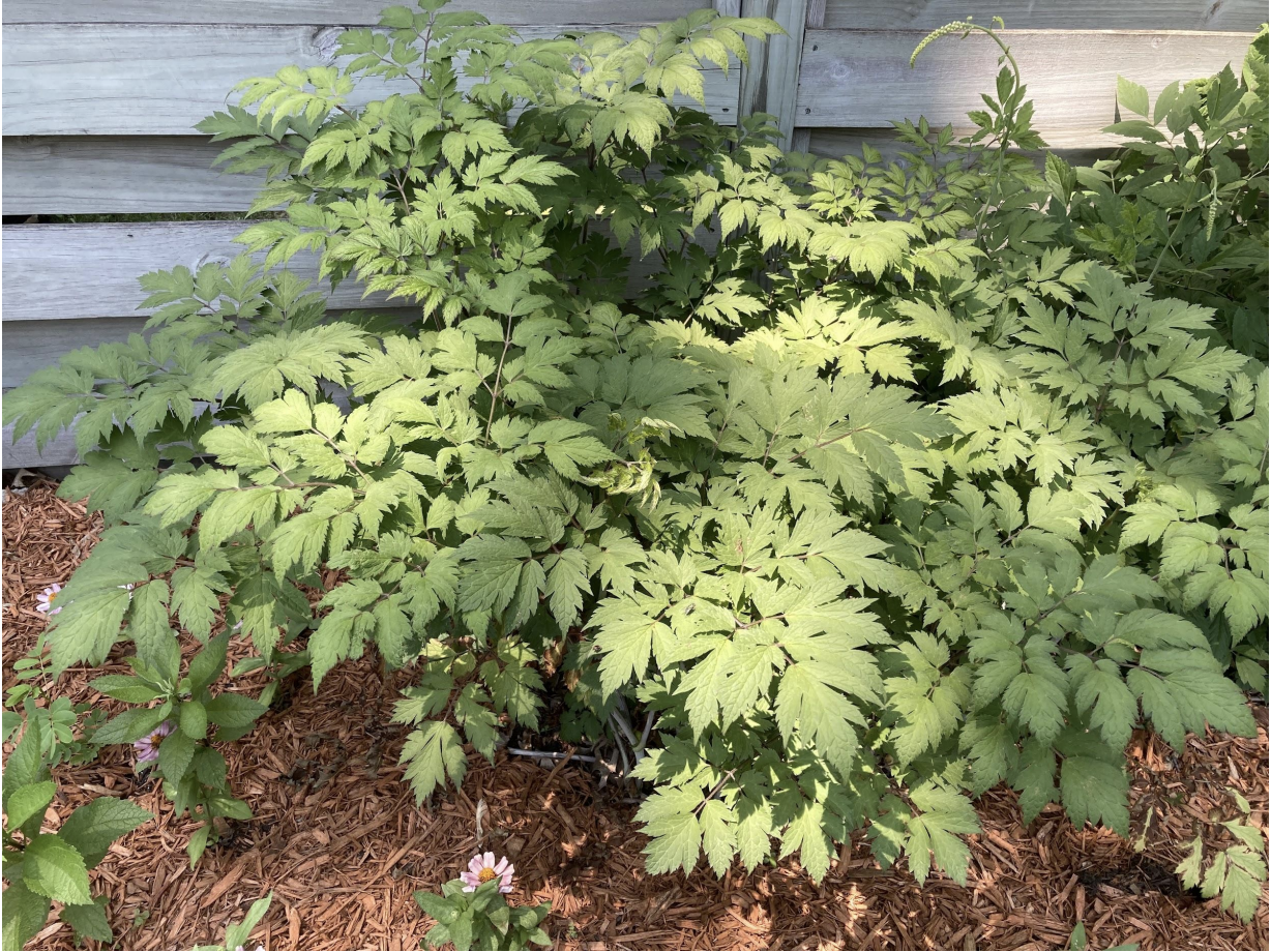 Black Cohosh — Anoka County Master Gardeners