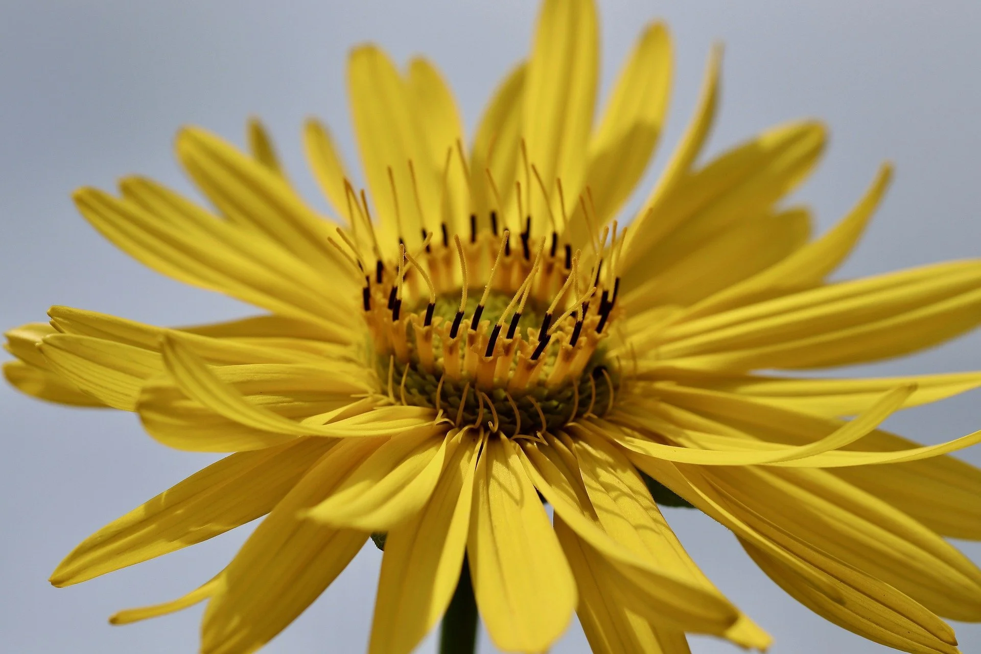 Cup Plant — Anoka County Master Gardeners