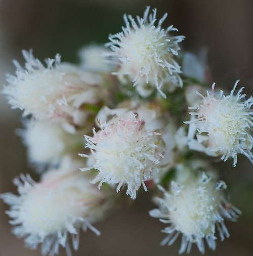 Field Pussytoes — Anoka County Master Gardeners