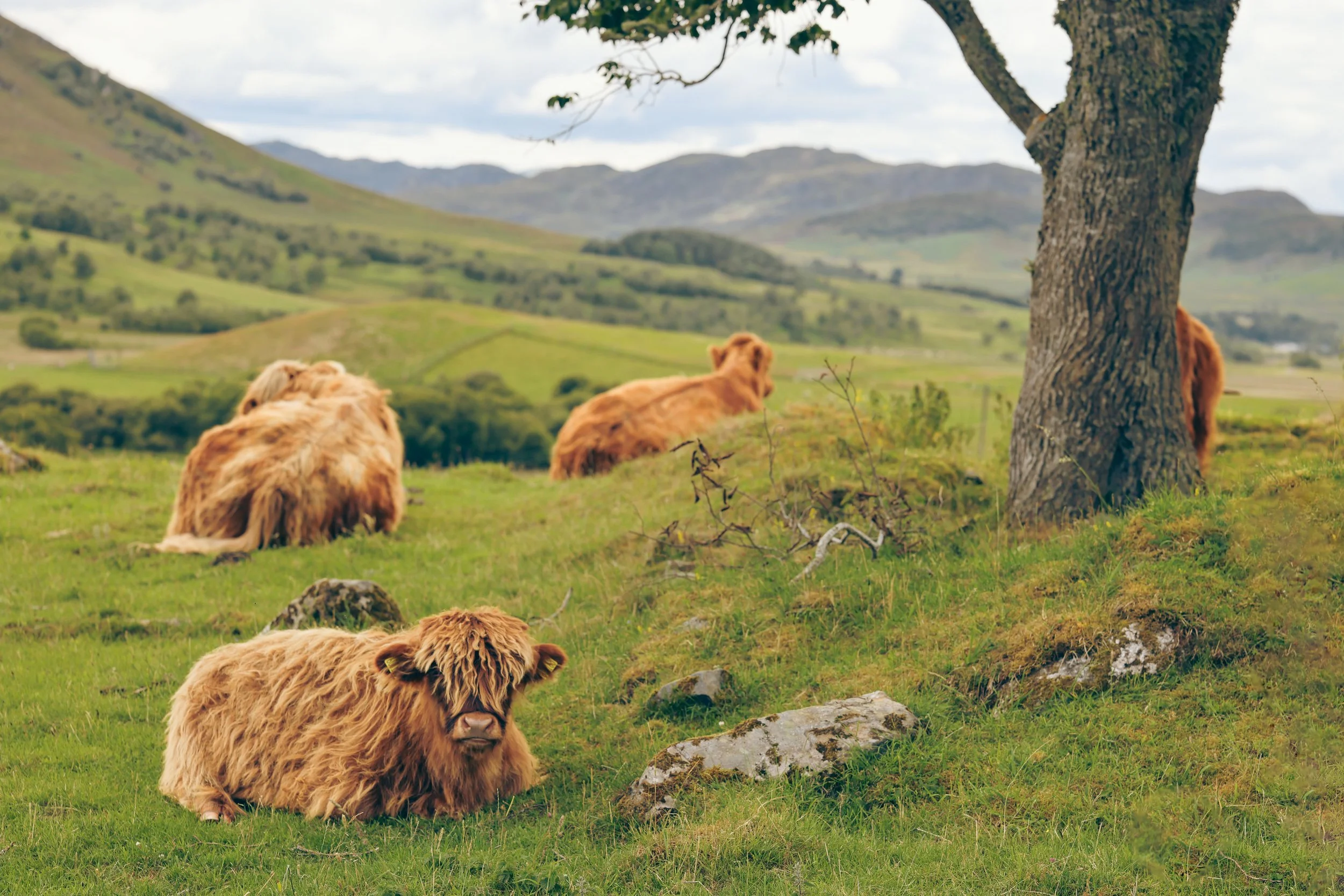 Spey River Farm