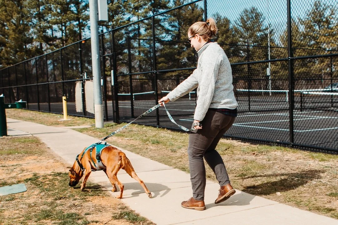 Training & Boarding Services — DMV Dog Training & Boarding