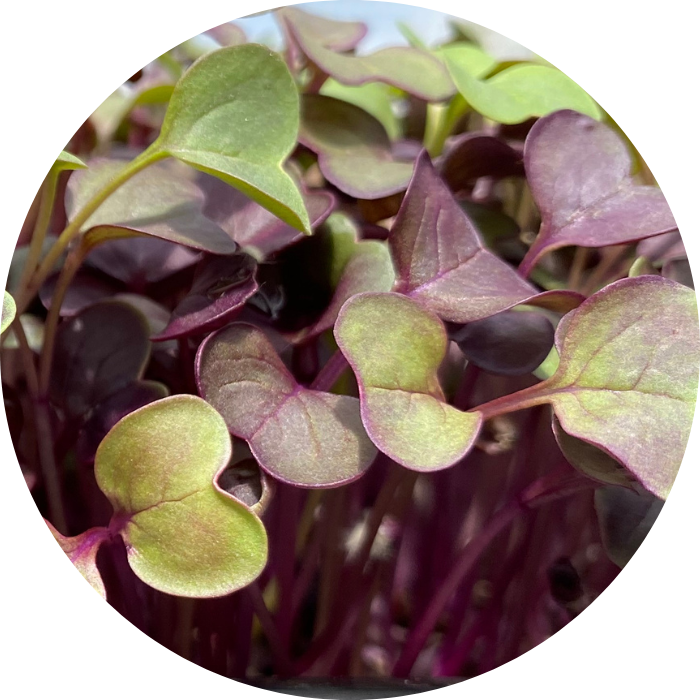 Back Mountain Microgreens