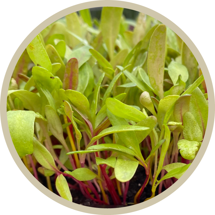 Back Mountain Microgreens