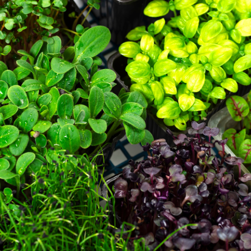 Back Mountain Microgreens