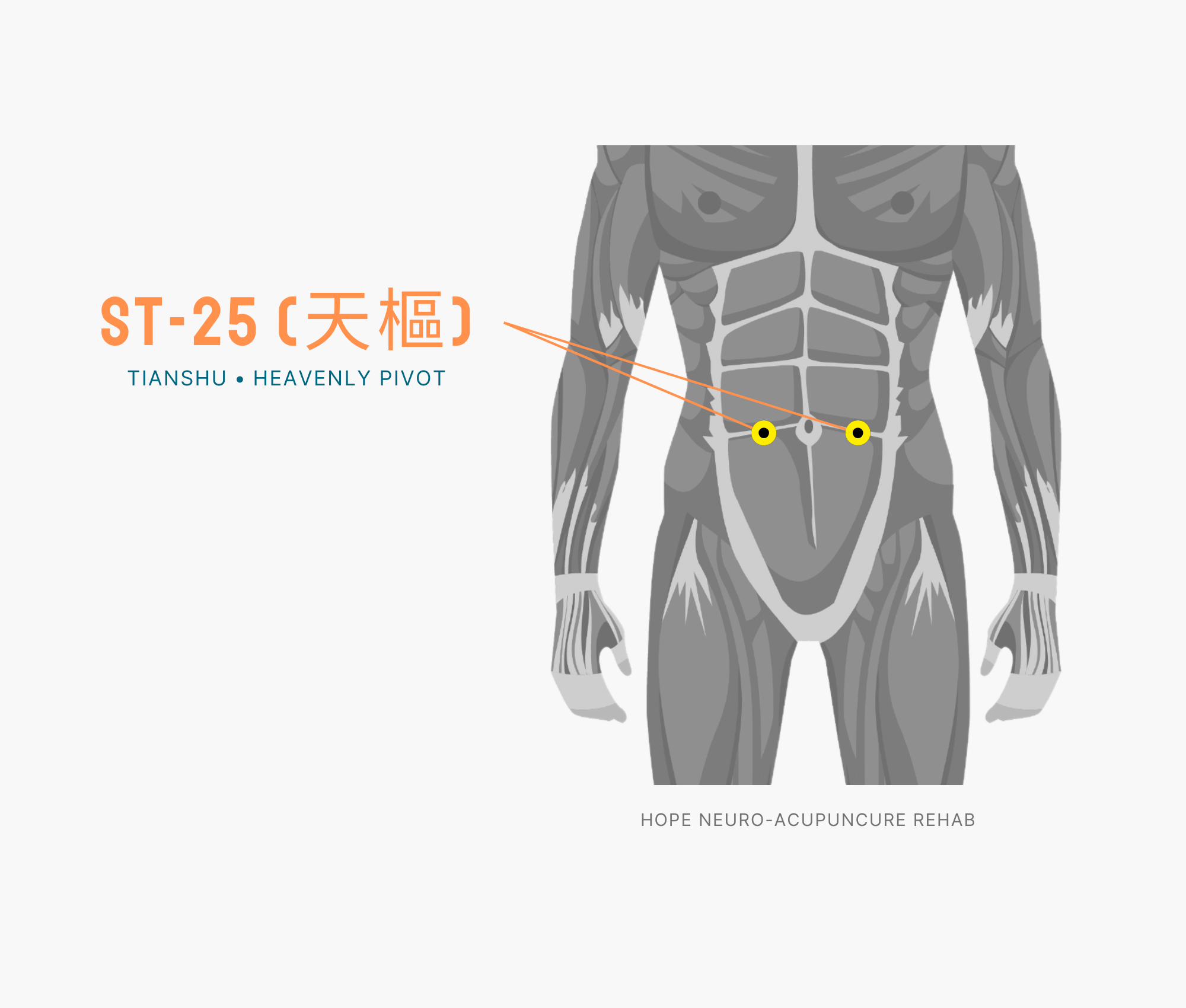 ST 25 Acupuncture Point: The Complete Guide to Indications, Actions ...