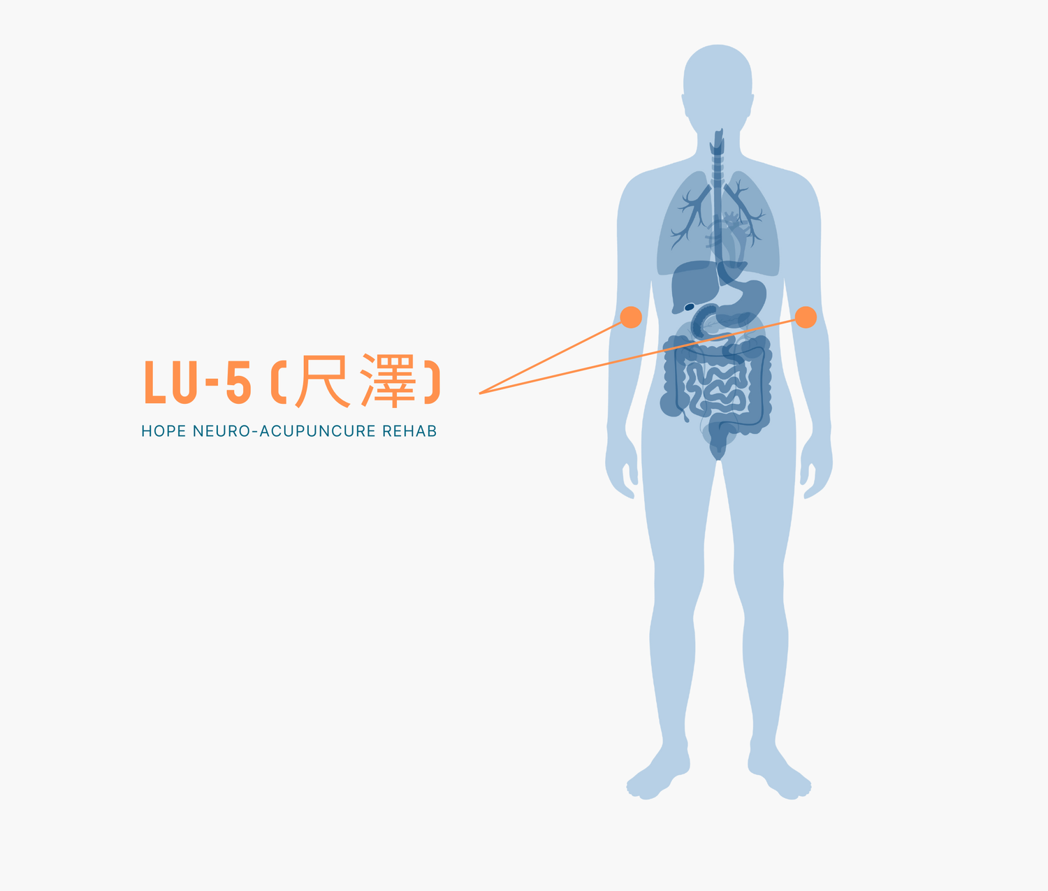 Meridian Points Chart for Acupuncture – Blog Visuals are Free to Use ...