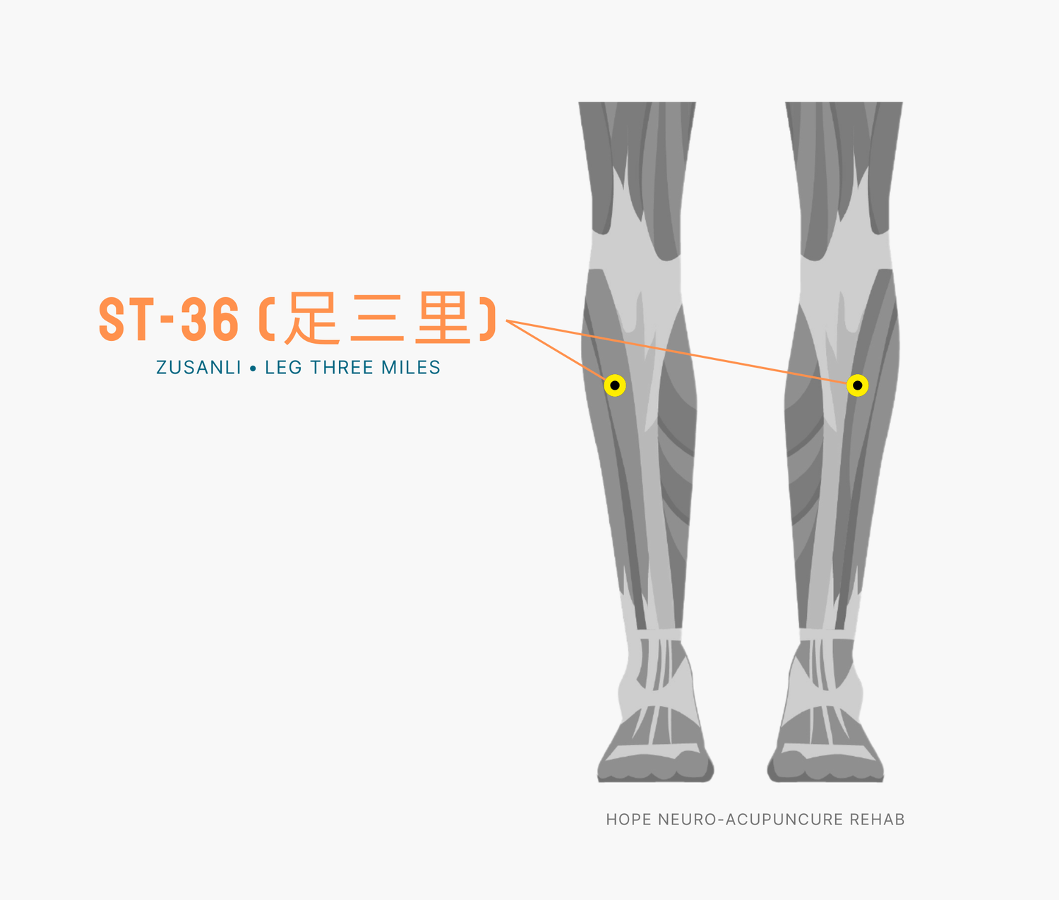 ST 36 Acupuncture Point: The Ultimate Guide to Applications, Benefits ...