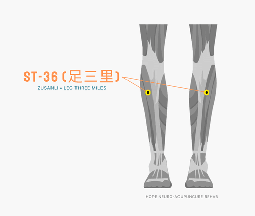 ST 36 Acupuncture Point: The Ultimate Guide to Applications, Benefits ...