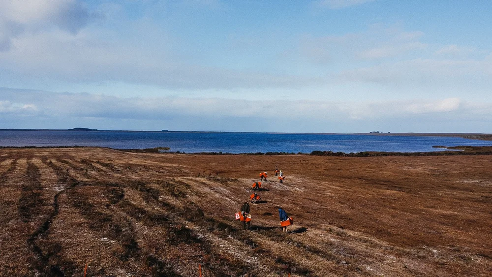 Native planting: Doing our part on Chatham Island | Southern Rewilding ...