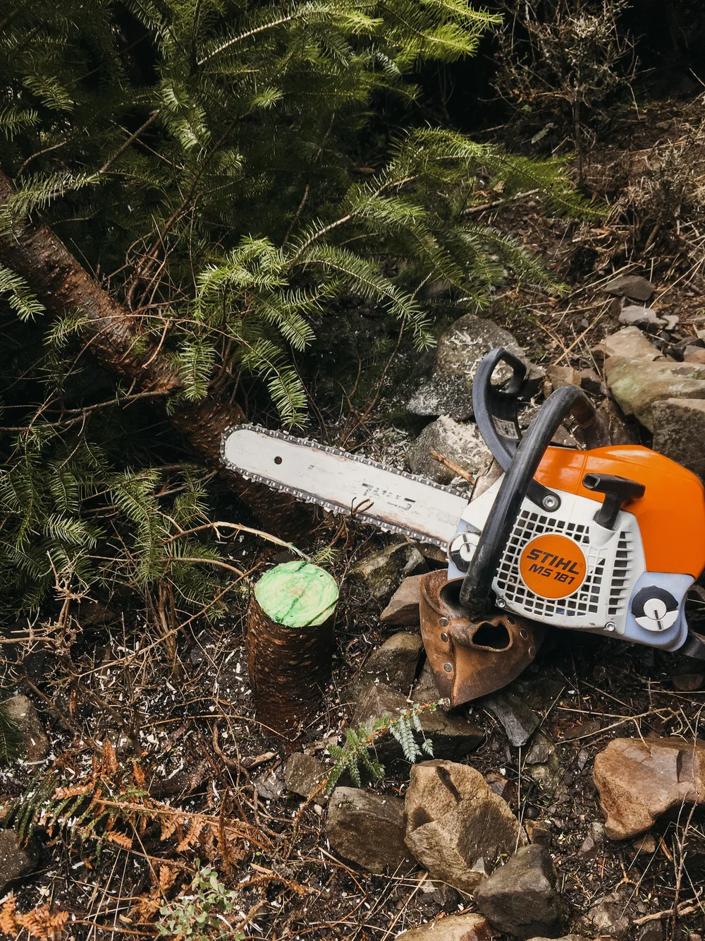 Wilding Conifer Control | Southern Rewilding