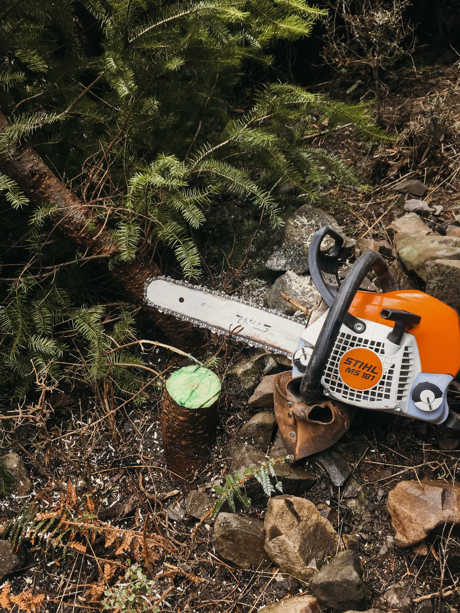 Wilding Conifer Control | Southern Rewilding