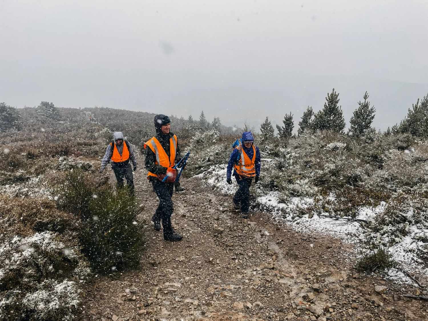 Services: Tree Planting, Predator Control & Wilding Conifers | Southern ...
