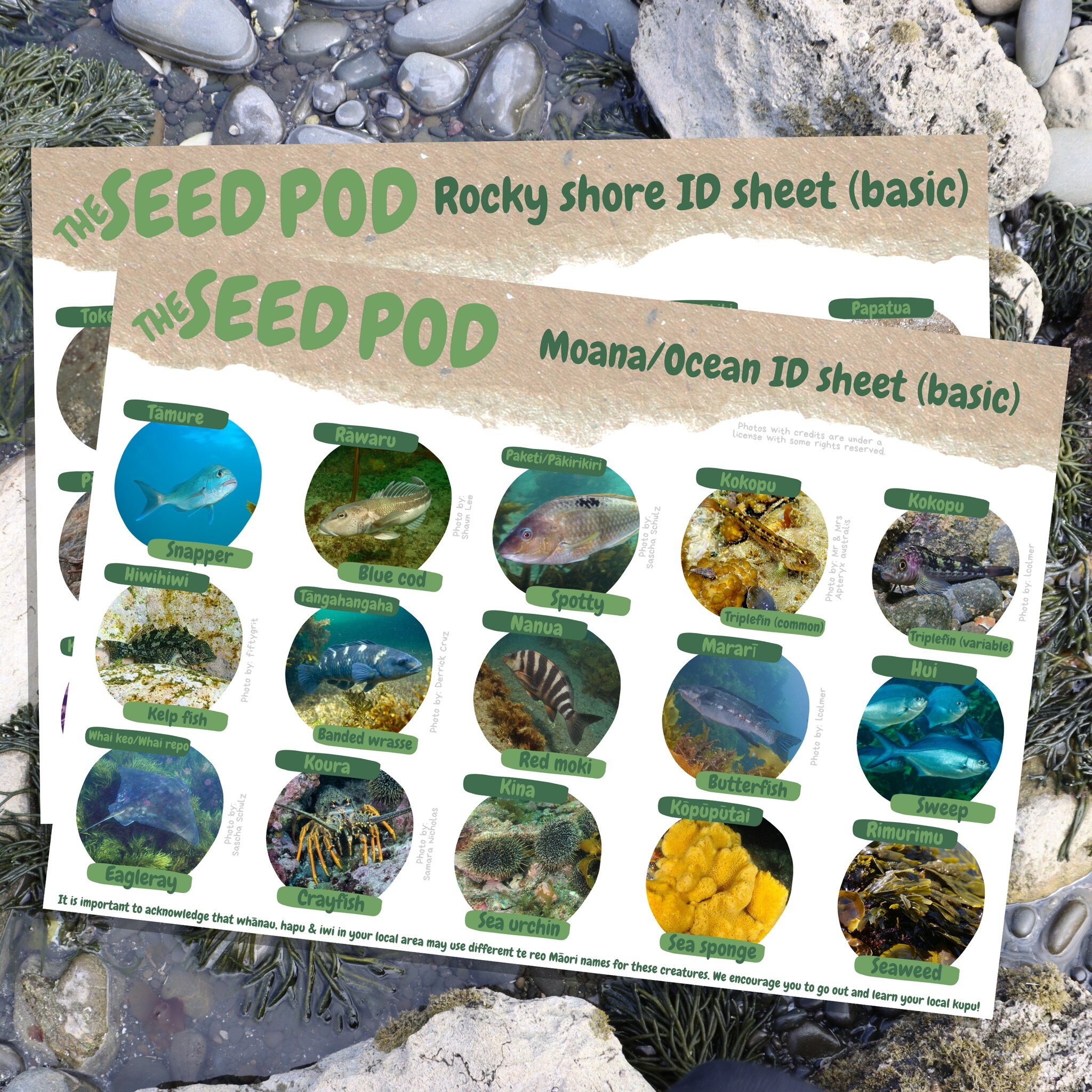 Podcast — The Seed Pod