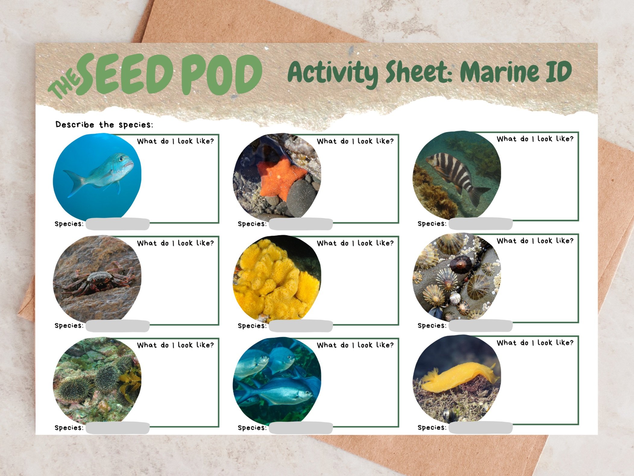 Episode 3 — The Seed Pod