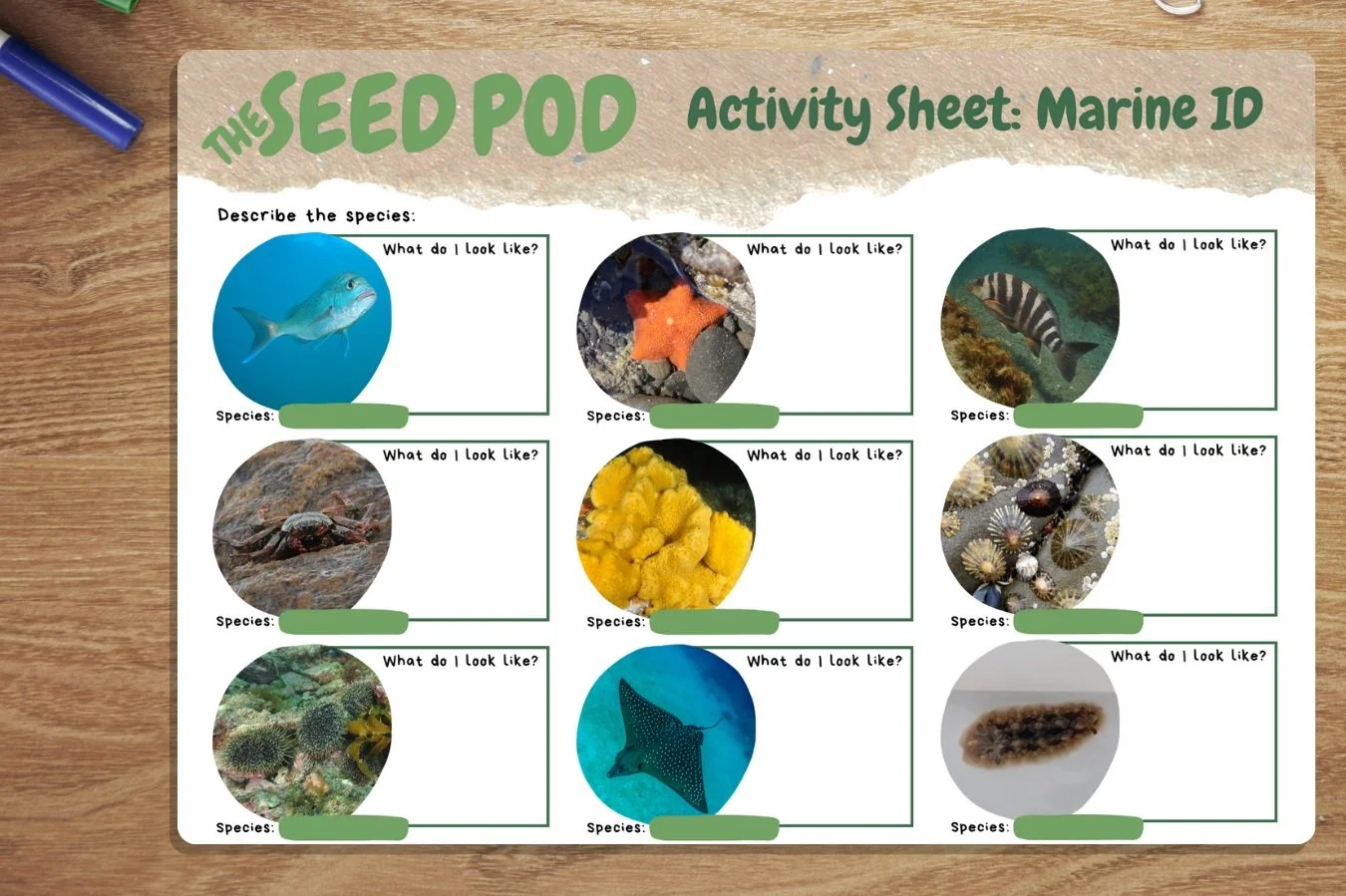 Marine Creature Identification — The Seed Pod