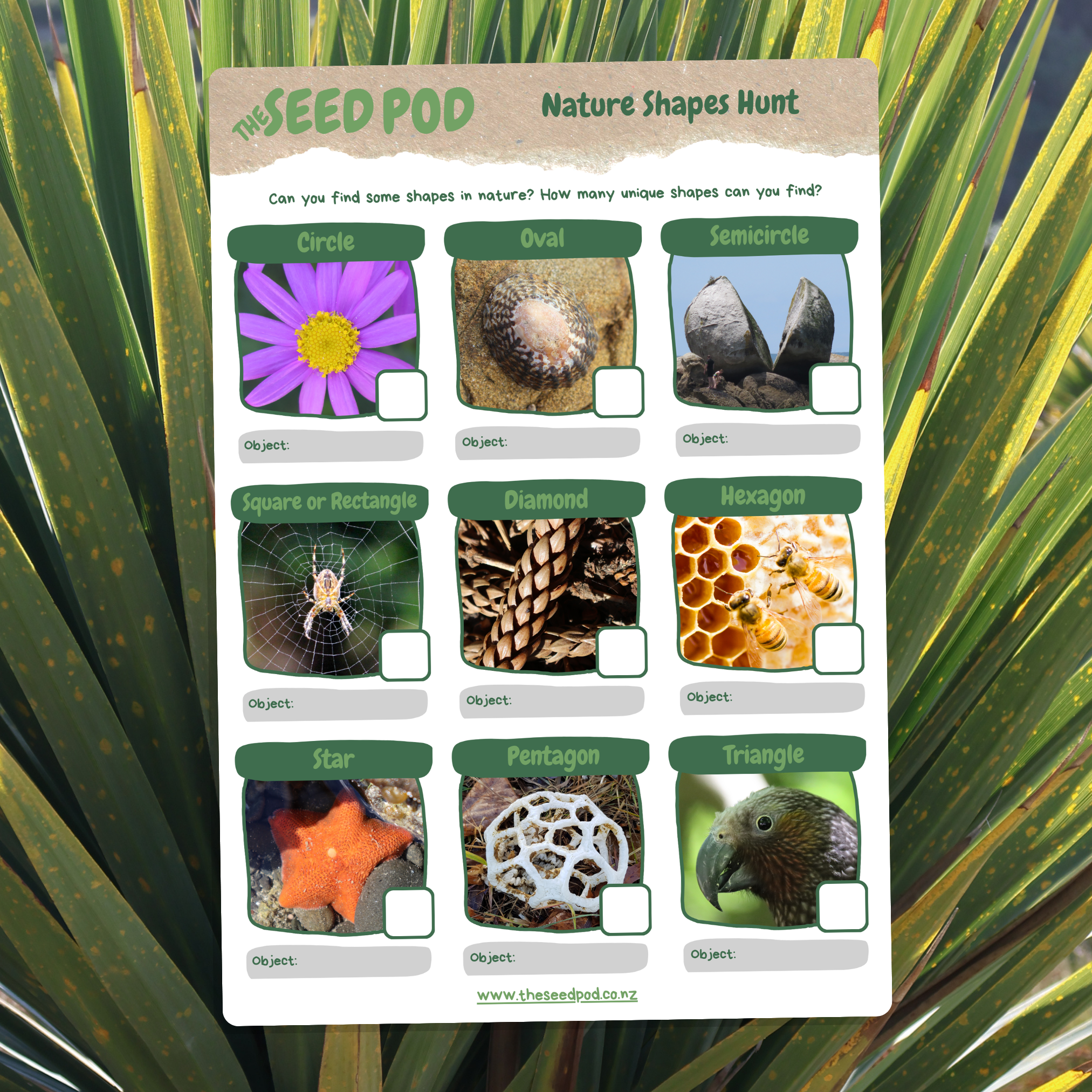 Nature Shapes Hunt — The Seed Pod