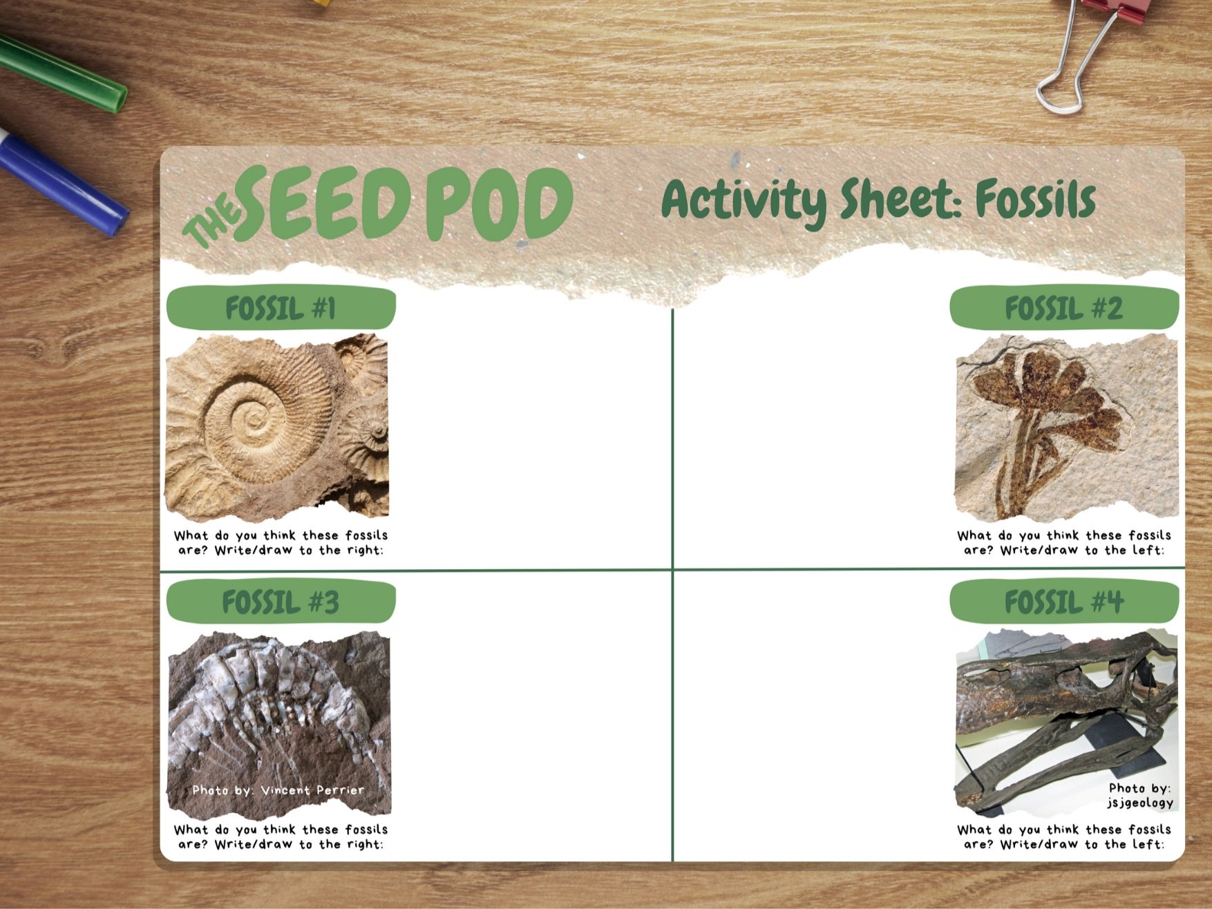 What is that Fossil? — The Seed Pod