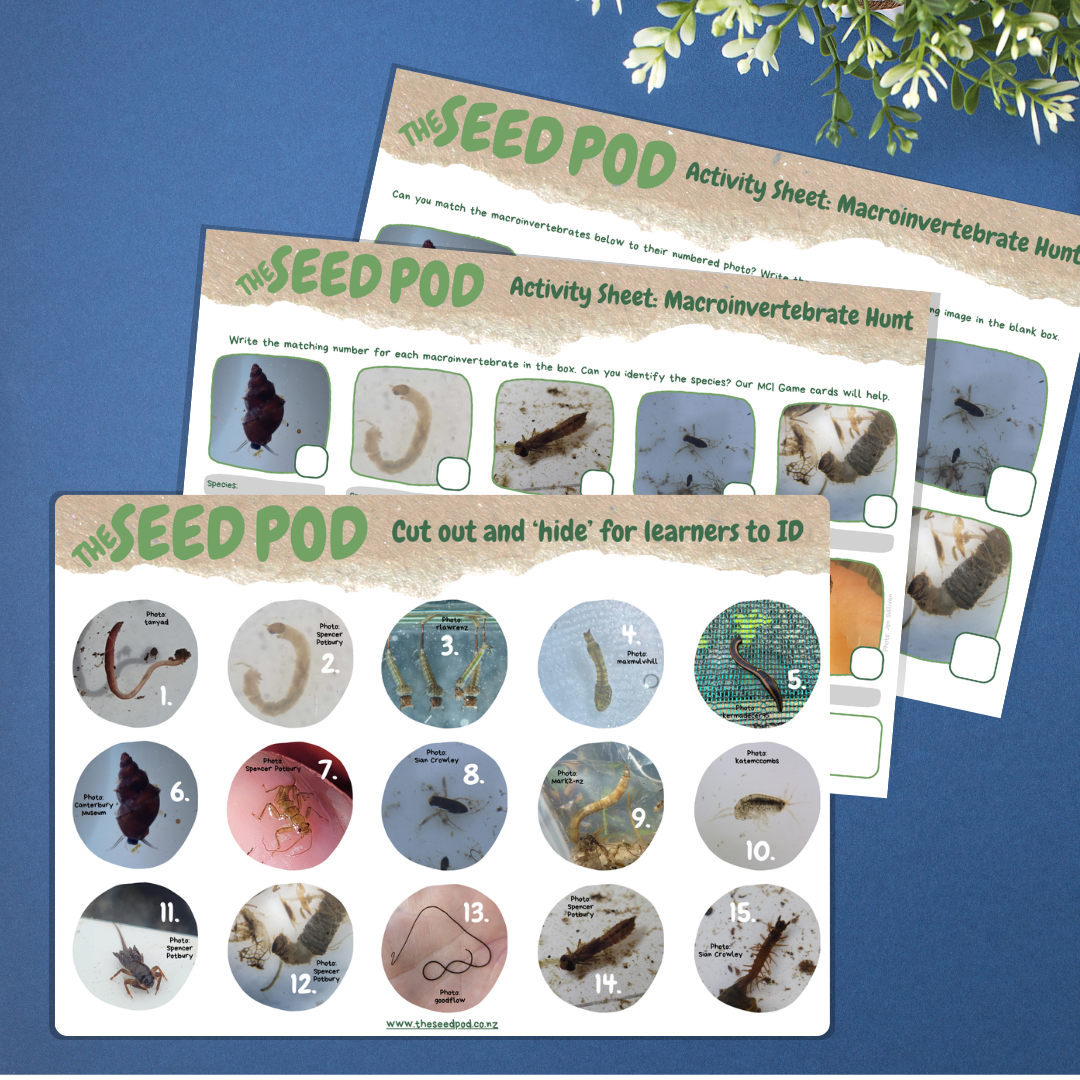 Macroinvertebrate Scavenger Hunt — The Seed Pod