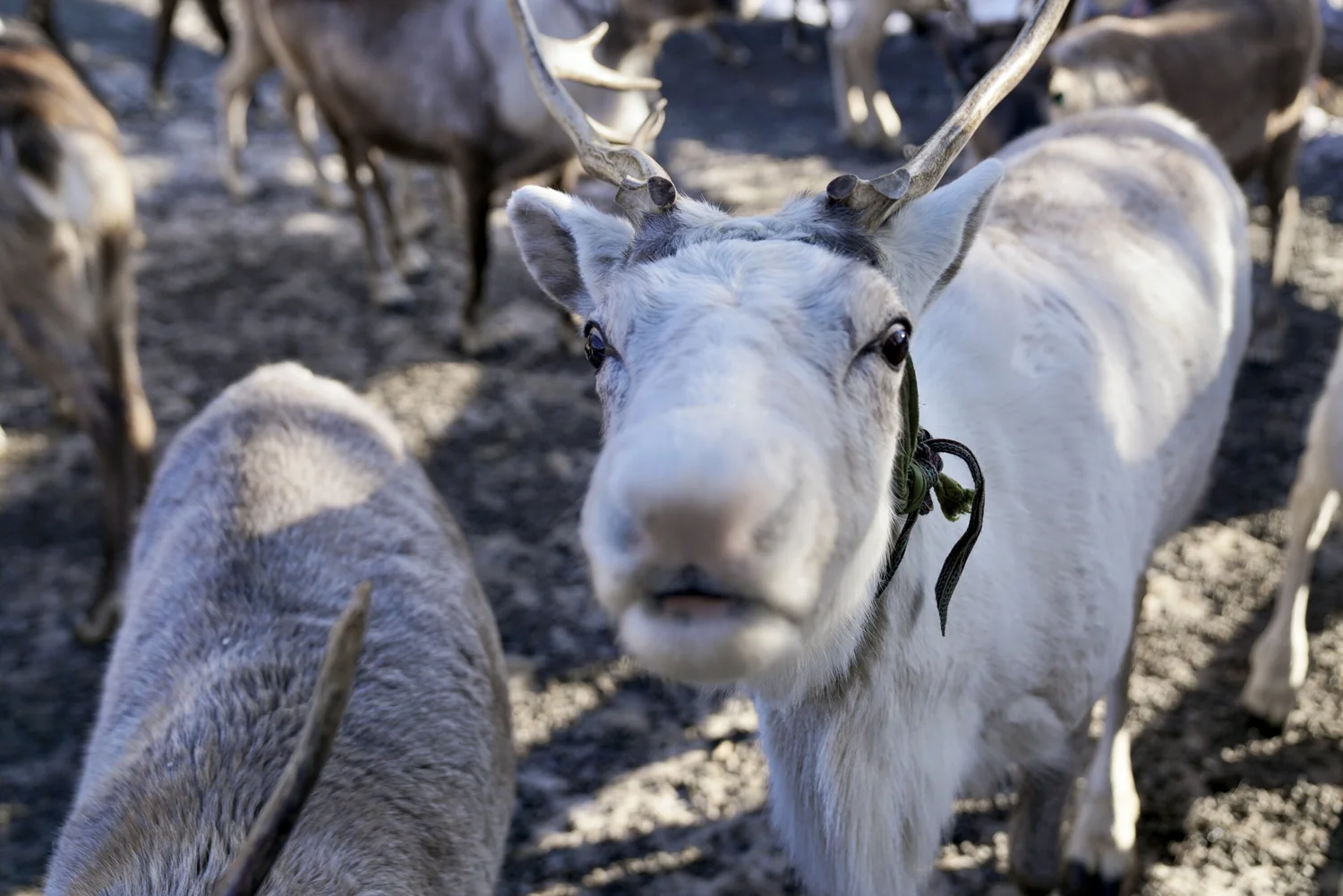 Experience Magical Taiga: Meet The Mystical Tsaatan Reindeer Herders in ...