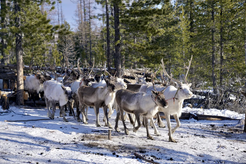 Experience Magical Taiga: Meet The Mystical Tsaatan Reindeer Herders in ...