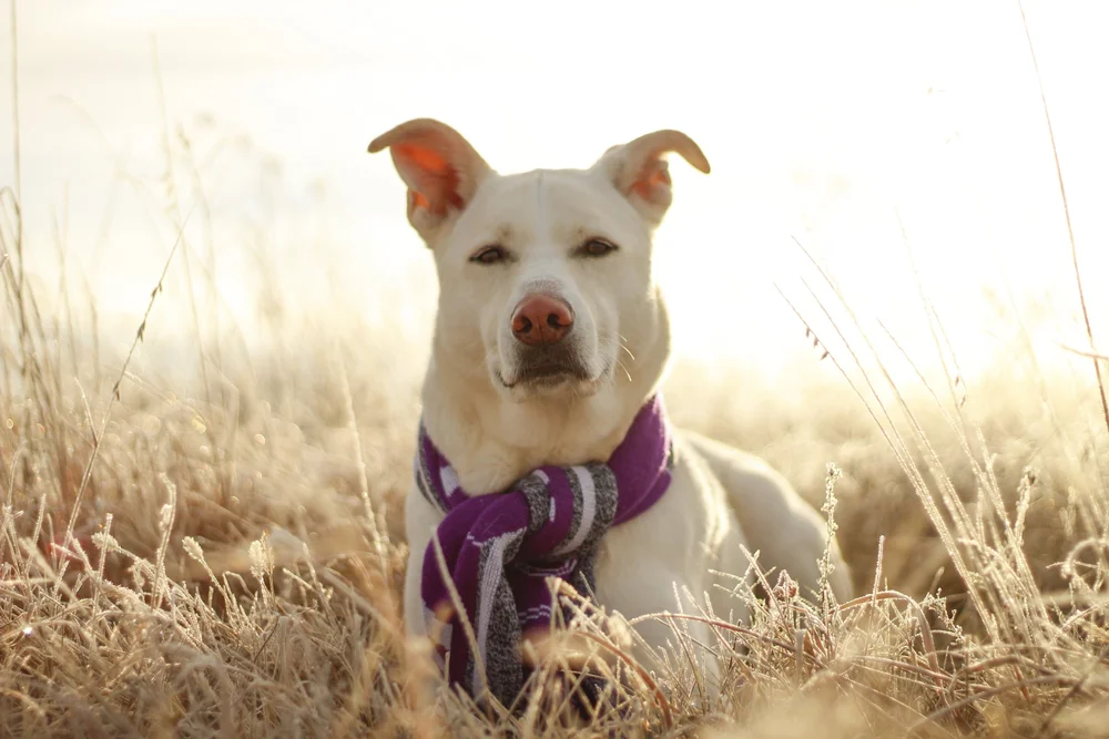 Aggietails — Pawsitive Hospetality