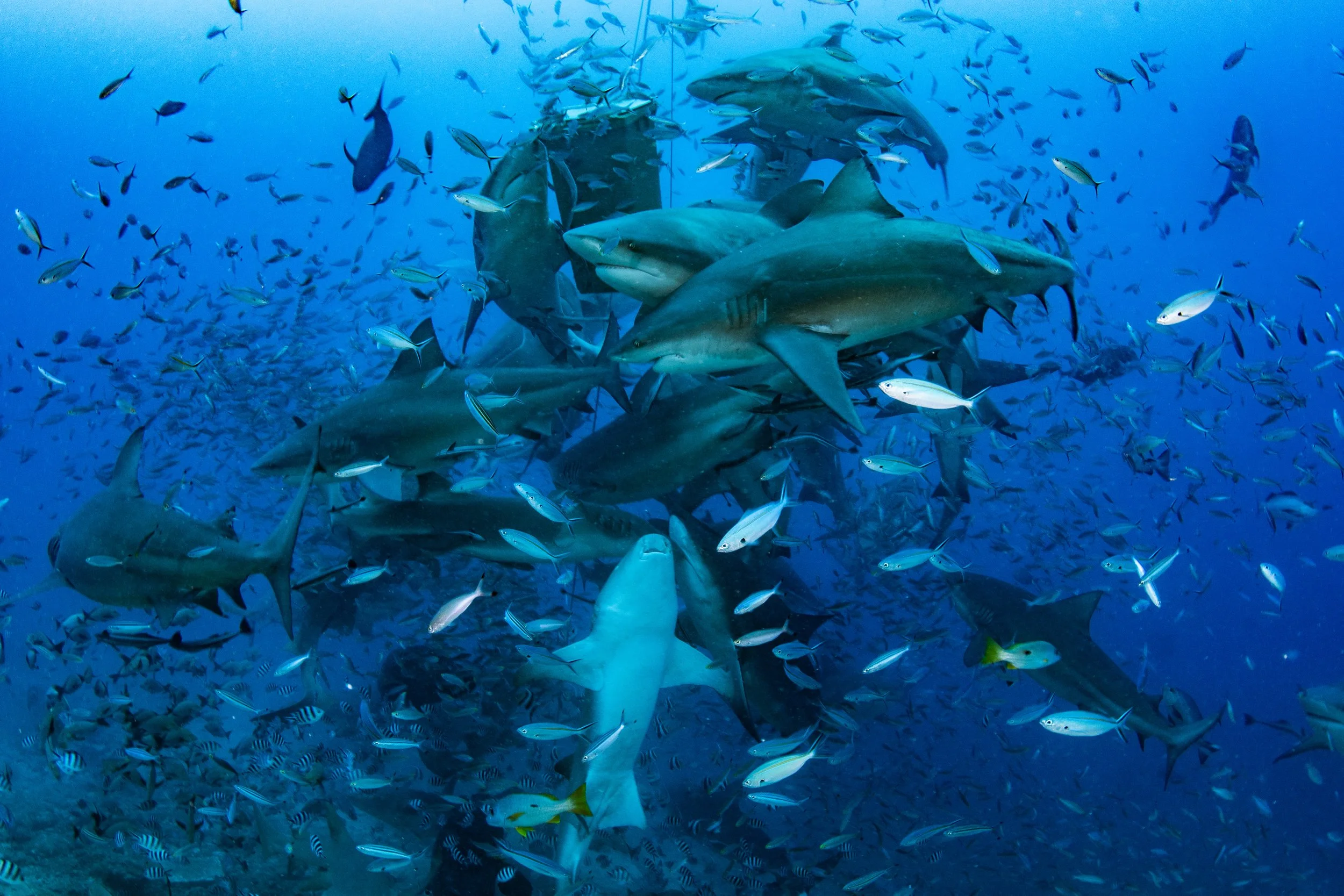 dive sites — Aqua Trek Beqa