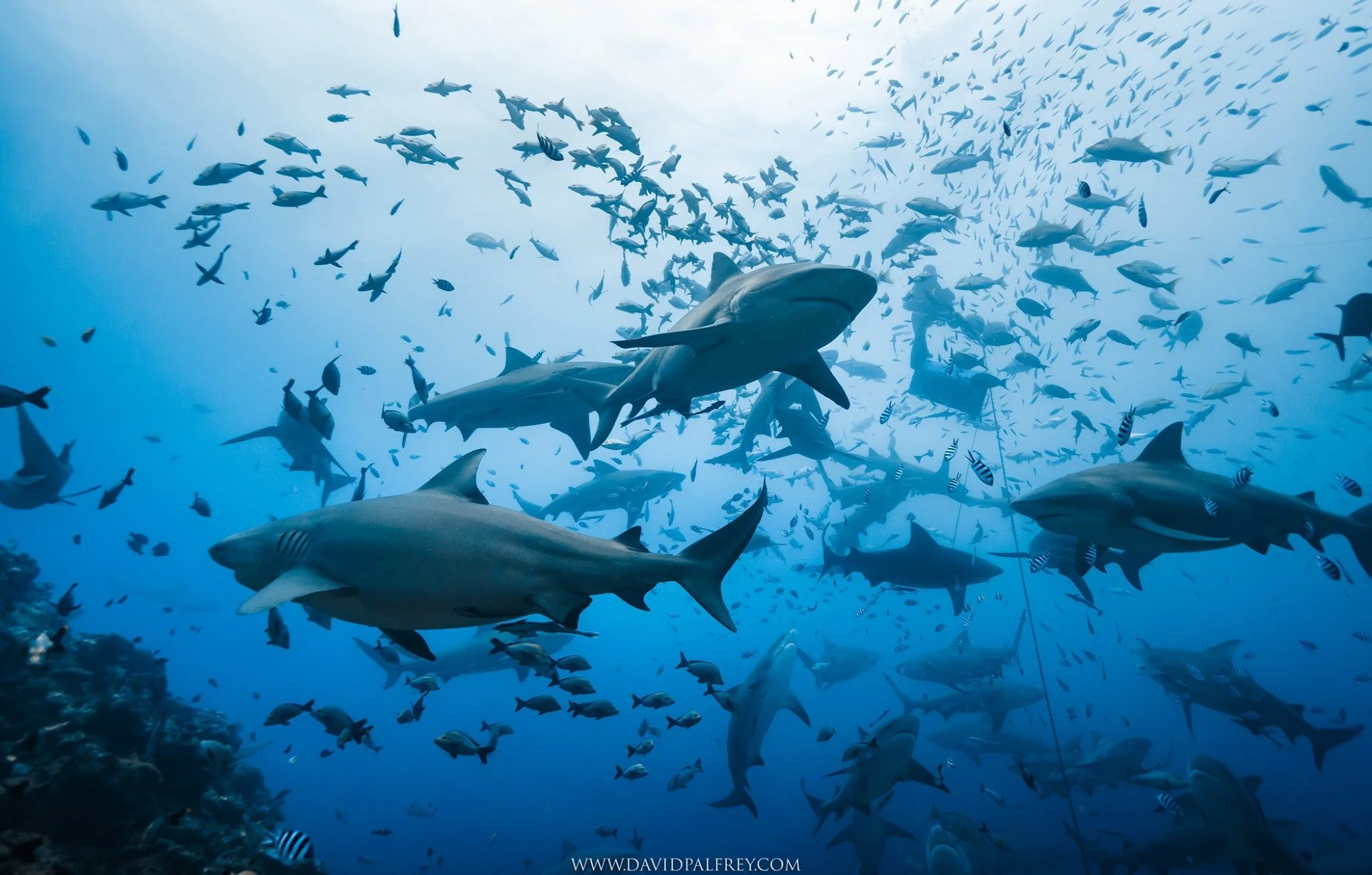 ultimate shark encounter — Aqua Trek Beqa