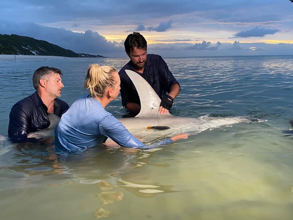 Initiatives — Shark Ecology Australia (SEA)