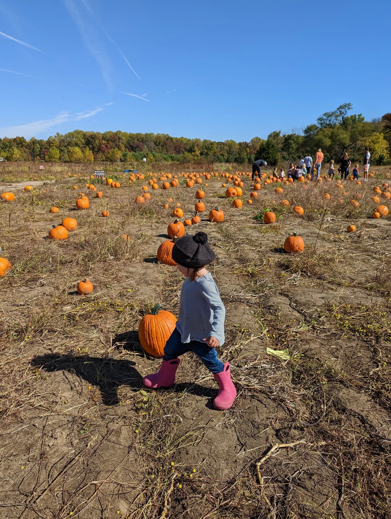 Where To Pick Pumpkins in 2023 — New Jersey Farm Girl