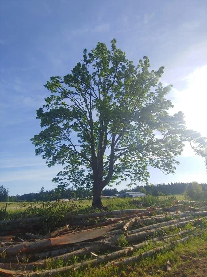 About — Bigleaf woodworks