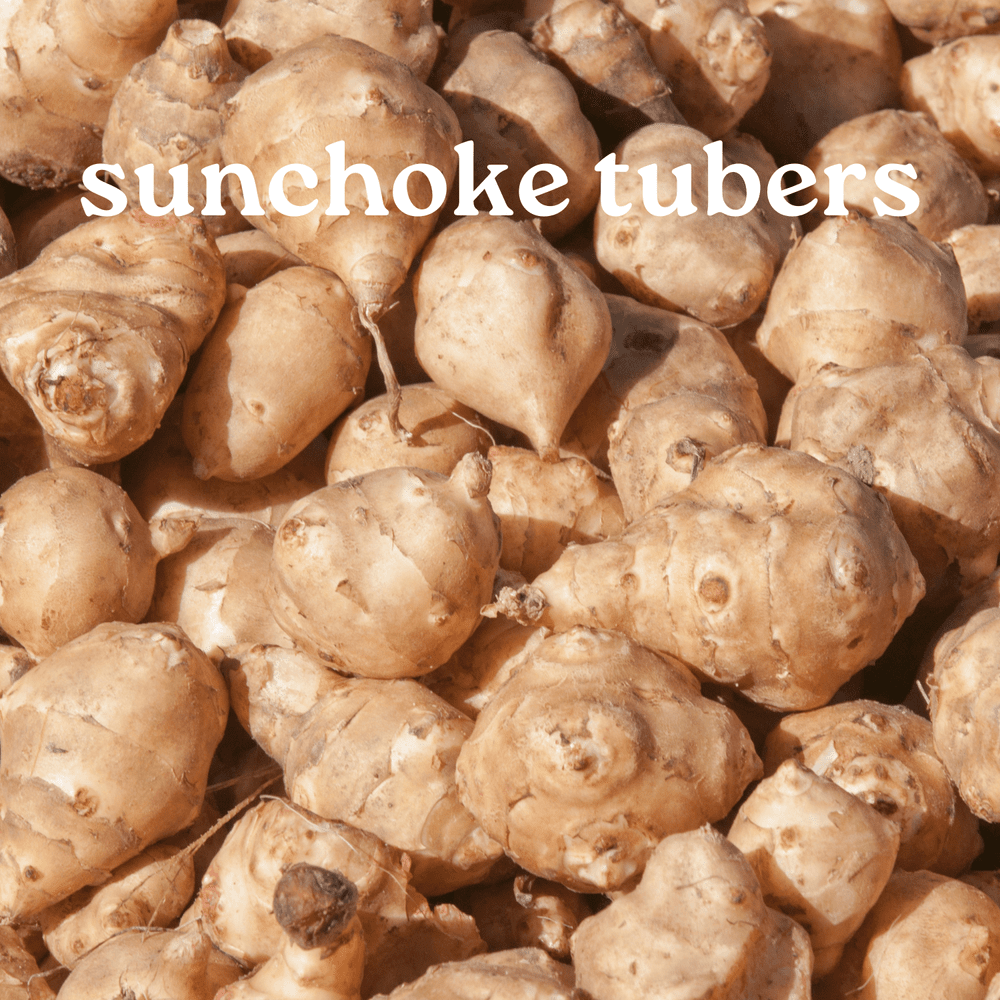 Incredible Edible Sunchokes! — Sunchoke Farms