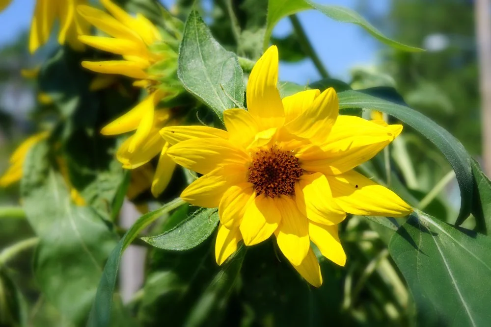 Spring Sunchoke Harvest — Sunchoke Farms