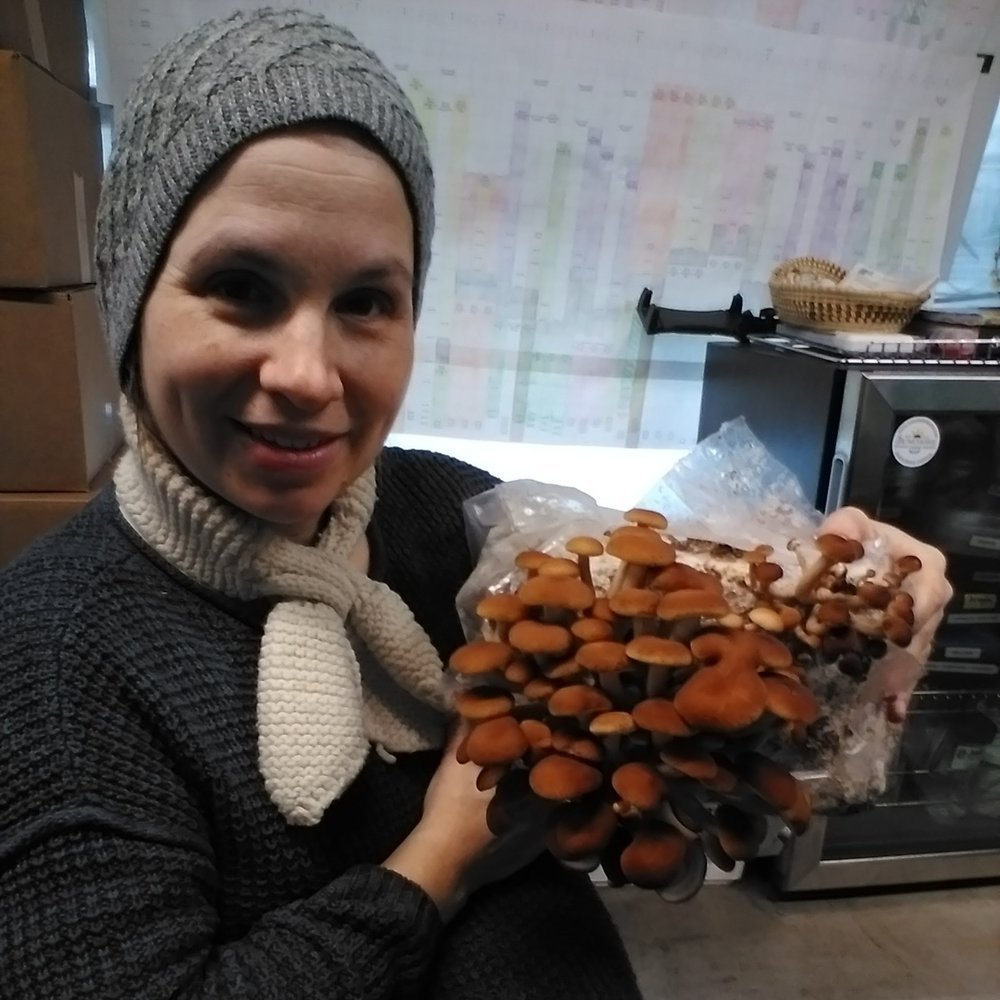All About Pioppino Mushrooms — Sunchoke Farms & Bakery