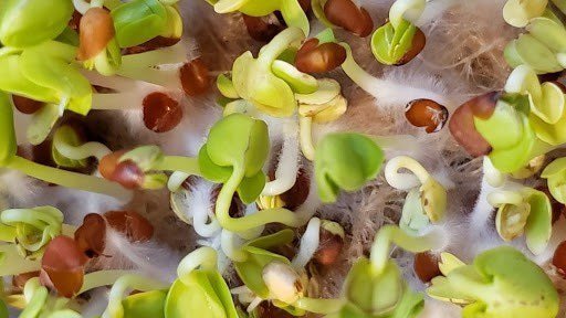 How to Grow Your Own Microgreens — Sunchoke Farms & Bakery